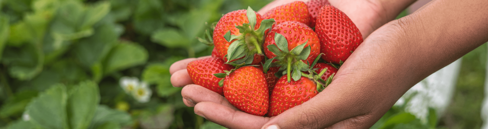 Haya Farm – Farming For a Better Future